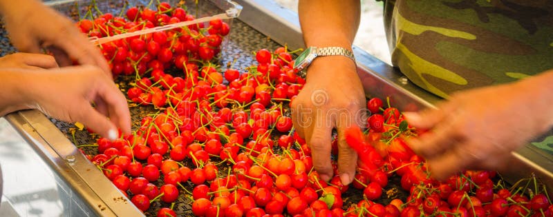 Panoramic Farmer Hands Sorting and Processing Red Cherries Manually on ...