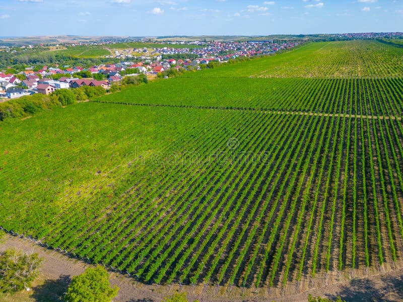 Panorama View of Cricova Vineyard in Moldova Stock Photo - Image of ...