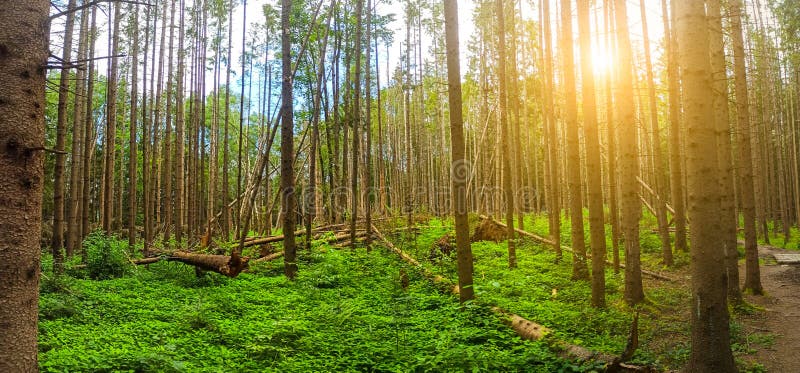 Panorama View of Fallen Forest. Natural Disaster Stock Image - Image of ...