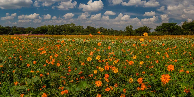 Panorama View of Flowers and Bright Sky Stock Photo - Image of orange ...