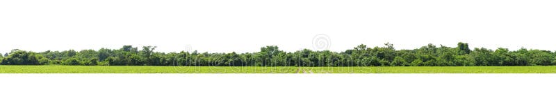 Panorama View of a High Definition Tree Line Isolated on a White ...