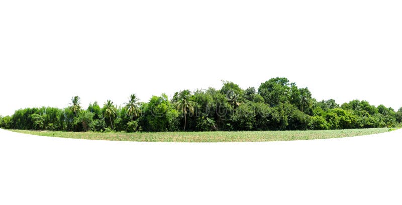 Panorama View of a High Definition Tree Line Isolated on a White ...