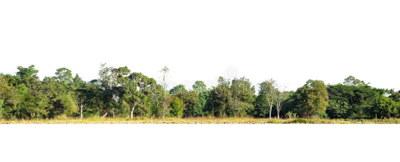 Panorama View of a High Definition Tree Line Stock Photo - Image of ...
