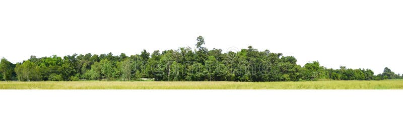 Panorama View of a High Definition Treeline Isolated on a White ...