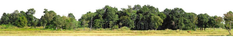 Panorama View of a High Definition Treeline Isolated Stock Photo ...