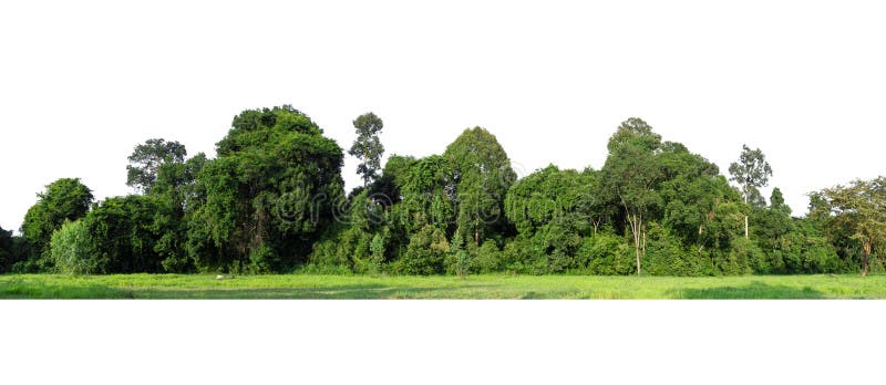 Panorama View of a High Definition Treeline Isolated Stock Photo ...