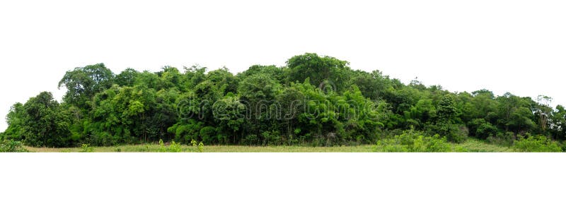 Panorama View of a High Definition Treeline Isolated Stock Photo ...