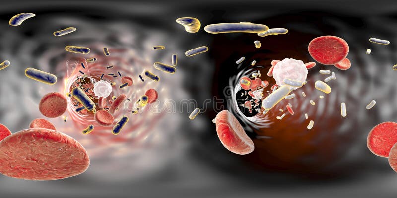 Panorama View Inside Blood Vessel with Bacteria Stock Illustration ...