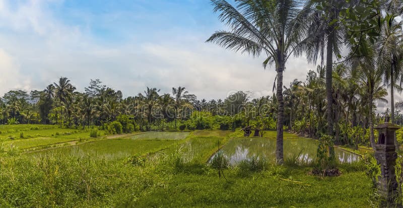 Rice Fields and Palm Trees with a Jungle Backdrop in Bali, Asia Stock ...