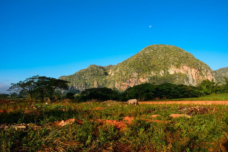 Panorama of the Vinales Valley with the Mogotes Stock Photo - Image of ...