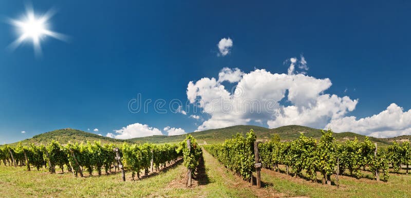 Panorama vineyard stock image. Image of hungary, fruit - 21234389