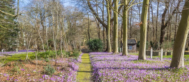Panorama of a Walking Path with Crocuses in Assen Stock Image - Image ...