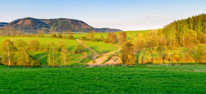 The Warm Spring Sun Shining through the Canopy of Tall Beech Trees ...