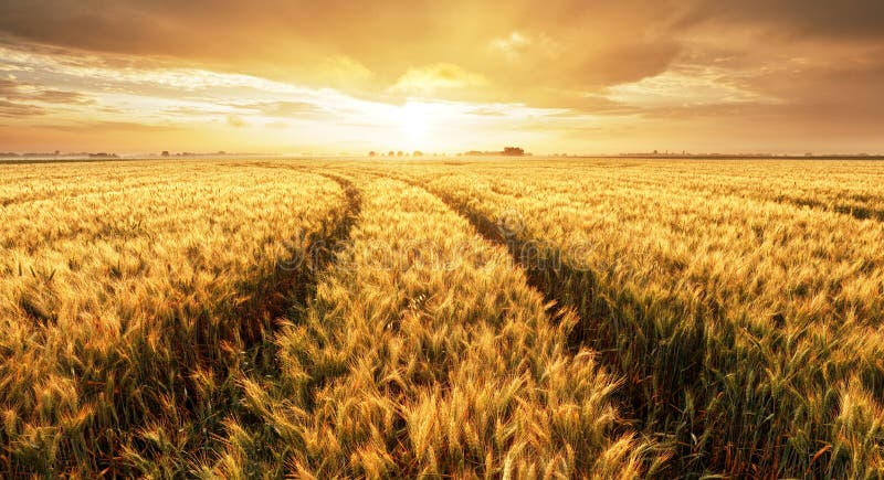 Panorama Sunset Over Wheat Field with Path Stock Photo - Image of farm ...