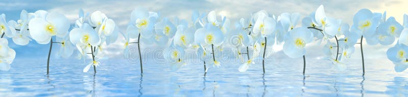 Panorama of White Orchids Over the Water Surface with Reflections Stock ...