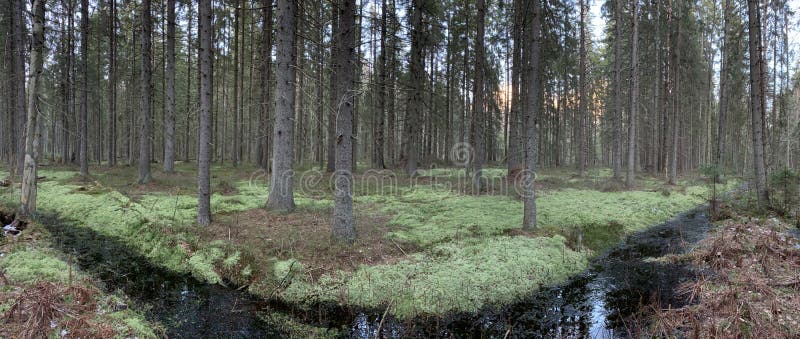 Panorama of the Wild Forest, a Green Moss, Silence, Bog, Water ...