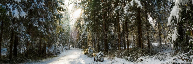 Panorama of the Winter Forest after First Winter Snow. Stock Image ...