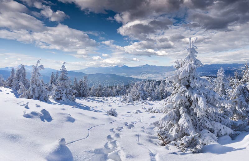 Panorama of the Winter Landscape Stock Photo - Image of scenery ...