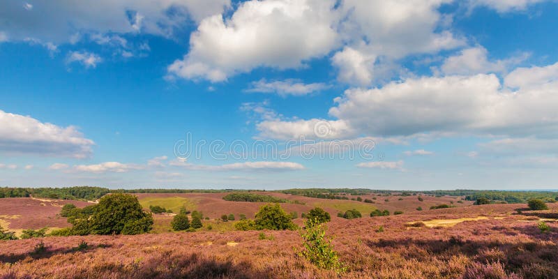 Fahren Sie Krieg Durch Die Heide Des Hoge Veluwe Rad Stockfoto - Bild ...