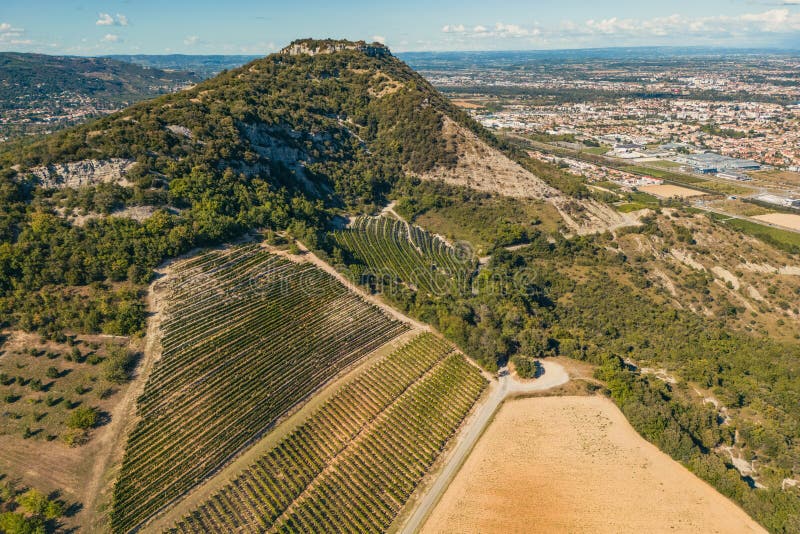Panoramic Aerial Photo of the Ripening Grape Fields during the Summer ...
