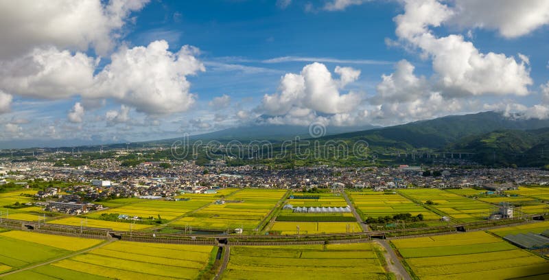 Panoramic Aerial View of Yellow Rice Fields at Base of Mt. Fuji in ...