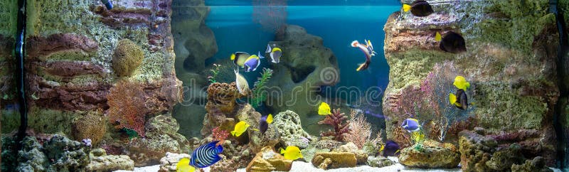 Aquarium - Tropical Discus Fish Stock Photo - Image of gills, aqua ...