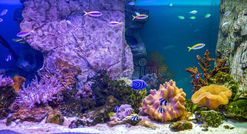 Panoramic Aquarium with Tropical Fish and Corals Stock Photo - Image of ...
