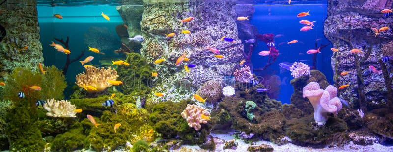 Panoramic Aquarium with Tropical Fish Stock Image - Image of nature ...