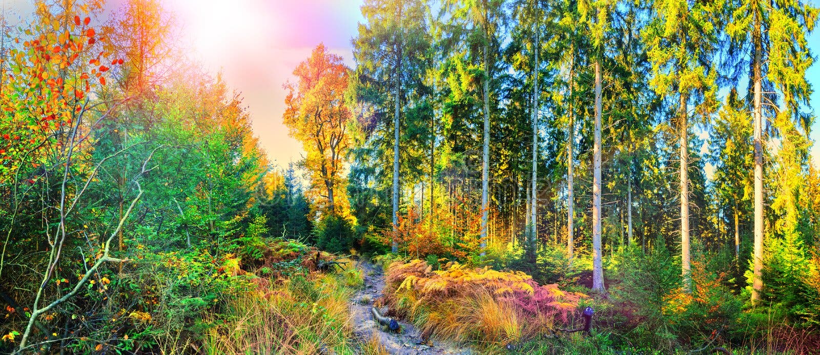 Panoramic Autumn Forest Landscape Stock Image - Image of landscape ...