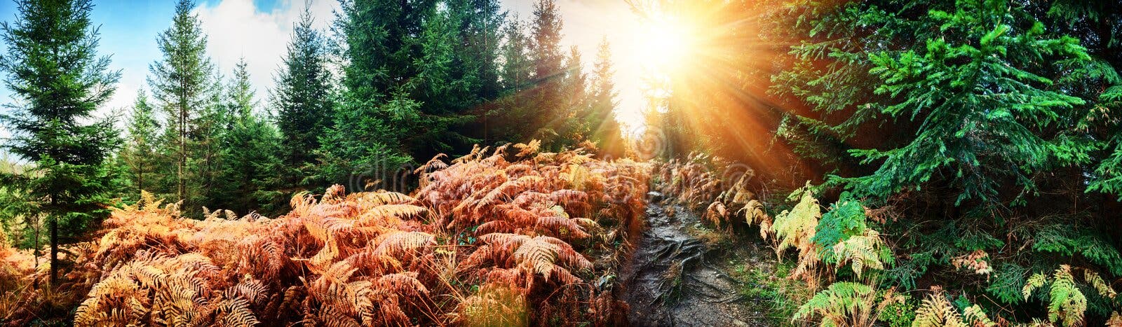 Panoramic Autumn Forest Landscape Stock Image - Image of landscape ...