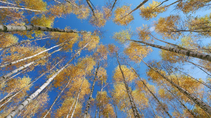 Panoramic Autumn Landscape. Autumn Scenery in a Deciduous Forest. Low ...