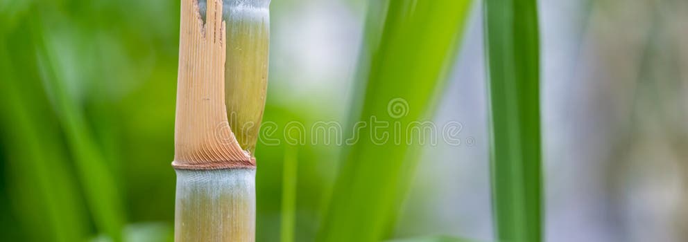 Panoramic Bamboo Nature Background Stock Image - Image of leaves ...