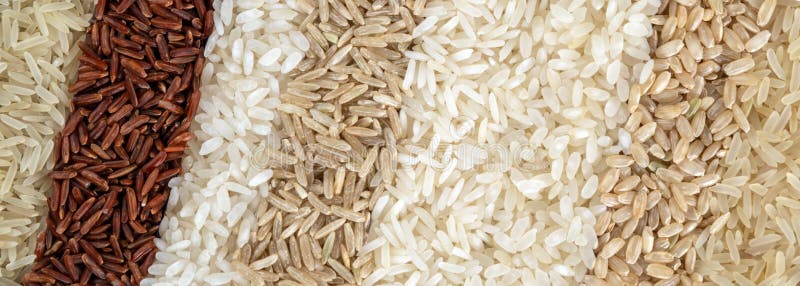 Panoramic Banner with Eight Different Varieties of Rice. the Texture of ...