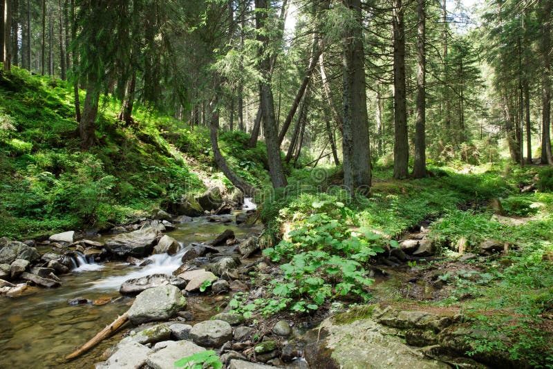Panoramic Beautiful Deep Forest Stock Image - Image of camera, tree ...