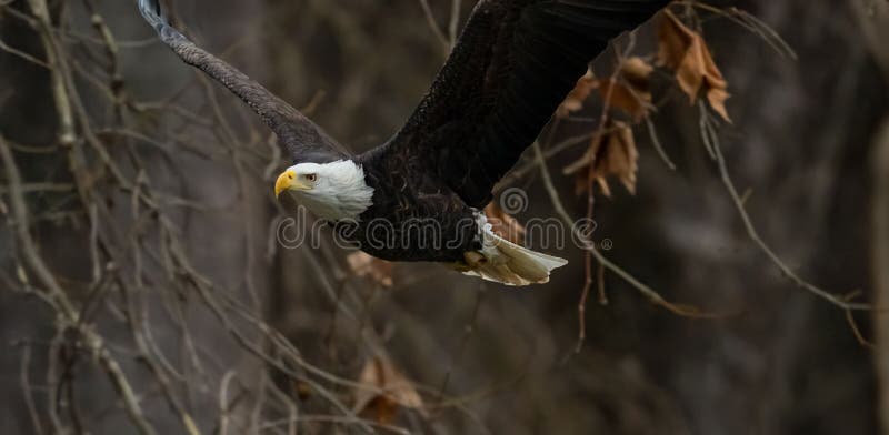 Panoramic of a Beautiful Majestic Bald Eagle Flying in a Forest Stock ...