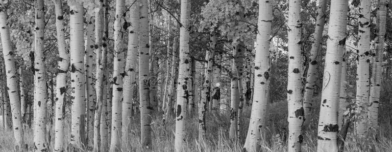 Panoramic Black and White Shot of Aspen Tree Trunks Stock Image - Image ...