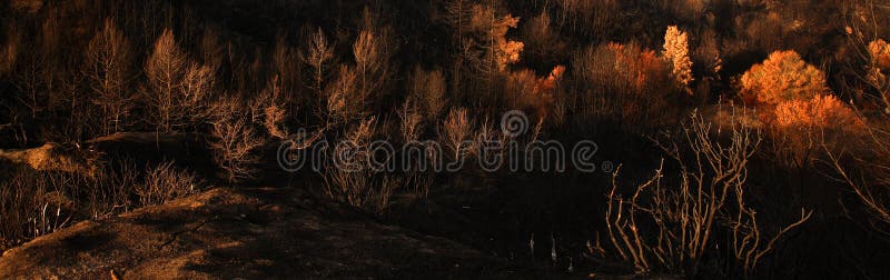 Panoramic burned Landscape stock image. Image of fire - 21455579