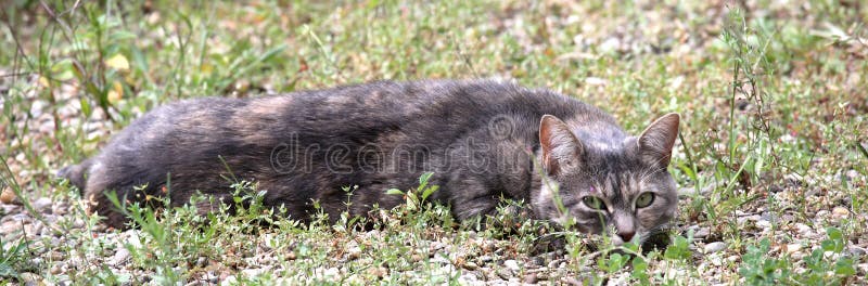 Panoramic garden cat stock photo. Image of feline, meow - 17909192