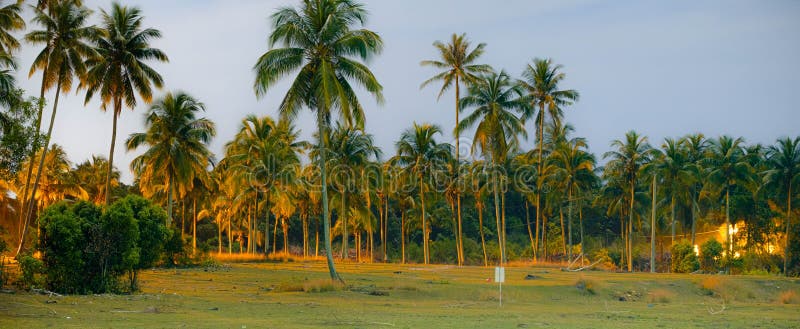 Panoramic of Coconut Trees Scenery at Night Under Full Moonlight in ...