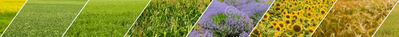Panoramic Collage of Photos of Fields with Different Crops. Wide Photo ...