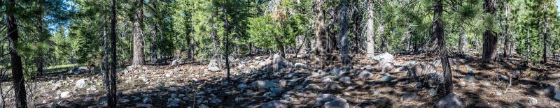 Panoramic of Dense Forest of Jeffrey Pine Trees with a Floor Covered ...