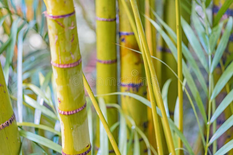 A Panoramic, Depth-creating Composite of Bamboo Shoots at Various ...