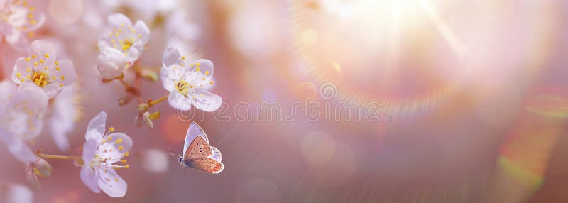 Panoramic Design of Flowering Cherry Branches on a Spring Garden ...