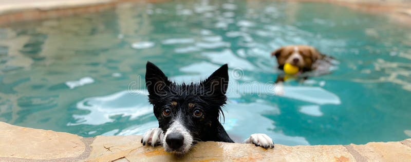 Panoramic dogs swimming stock image. Image of pool, fetch - 258507521