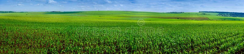 Panoramic Field of Corn Crops Stock Photo - Image of cultivate, field ...