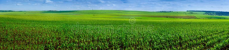 Panoramic Field of Corn Crops Stock Photo - Image of cultivate, field ...