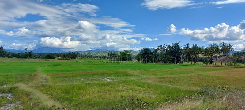 Panoramic Field of Rice and Coconut Garden in Distance Under Cloudy Sky ...