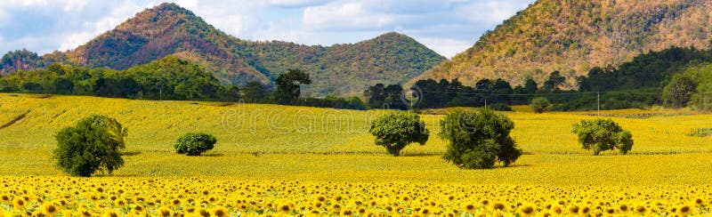 Panoramic Field of Sunflowers Stock Image - Image of serene, petals ...