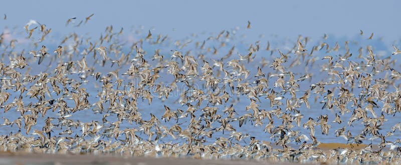 Panoramic of a Flock of Birds Flying Over a Shore Stock Image - Image ...