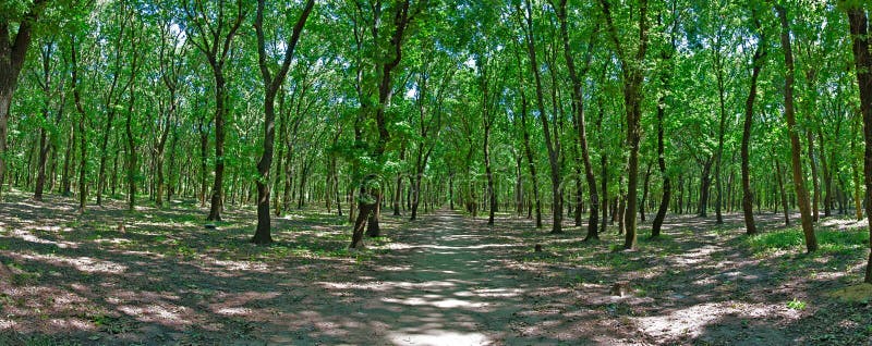 Panoramic Forest stock photo. Image of outdoor, nature - 31964408